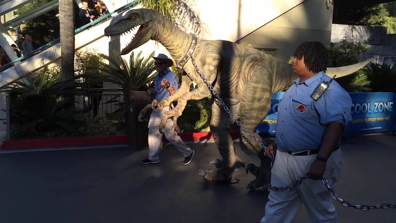 Raptor encounter at Universal Studios LA November 2015 - YouTube