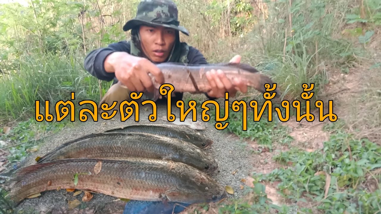 snakehead fish trapกู้ลอบดักปลาช่อนตอนเช้าเจอของใหญ่อีกแล้ว - YouTube