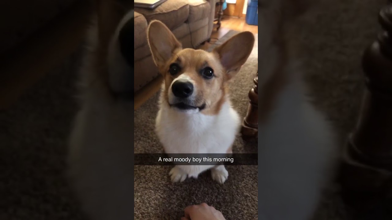 Upset corgi wants more scratches - YouTube