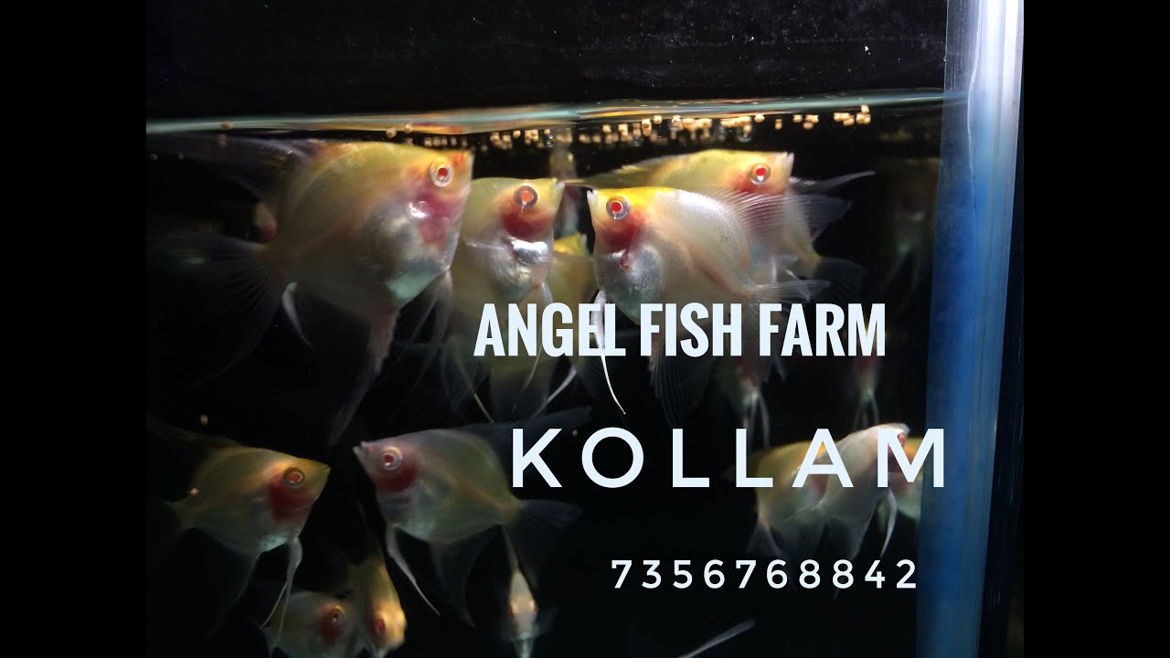 #Angelfish, Angel fish farm kollam, ornamental fish farm - YouTube