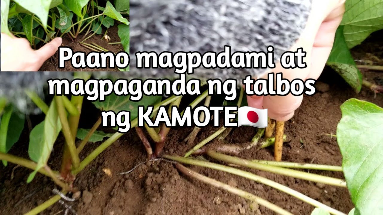 Farming in japan |sweet potato |kamote sa japan - YouTube