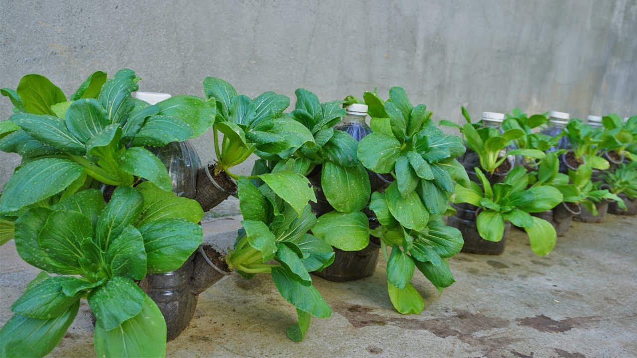 How to grow vegetables in recycled plastic bottles, a solution to ...