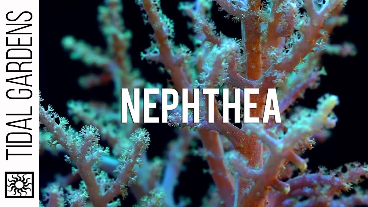 Neon Green Nephthya Leather Coral Propagation - YouTube