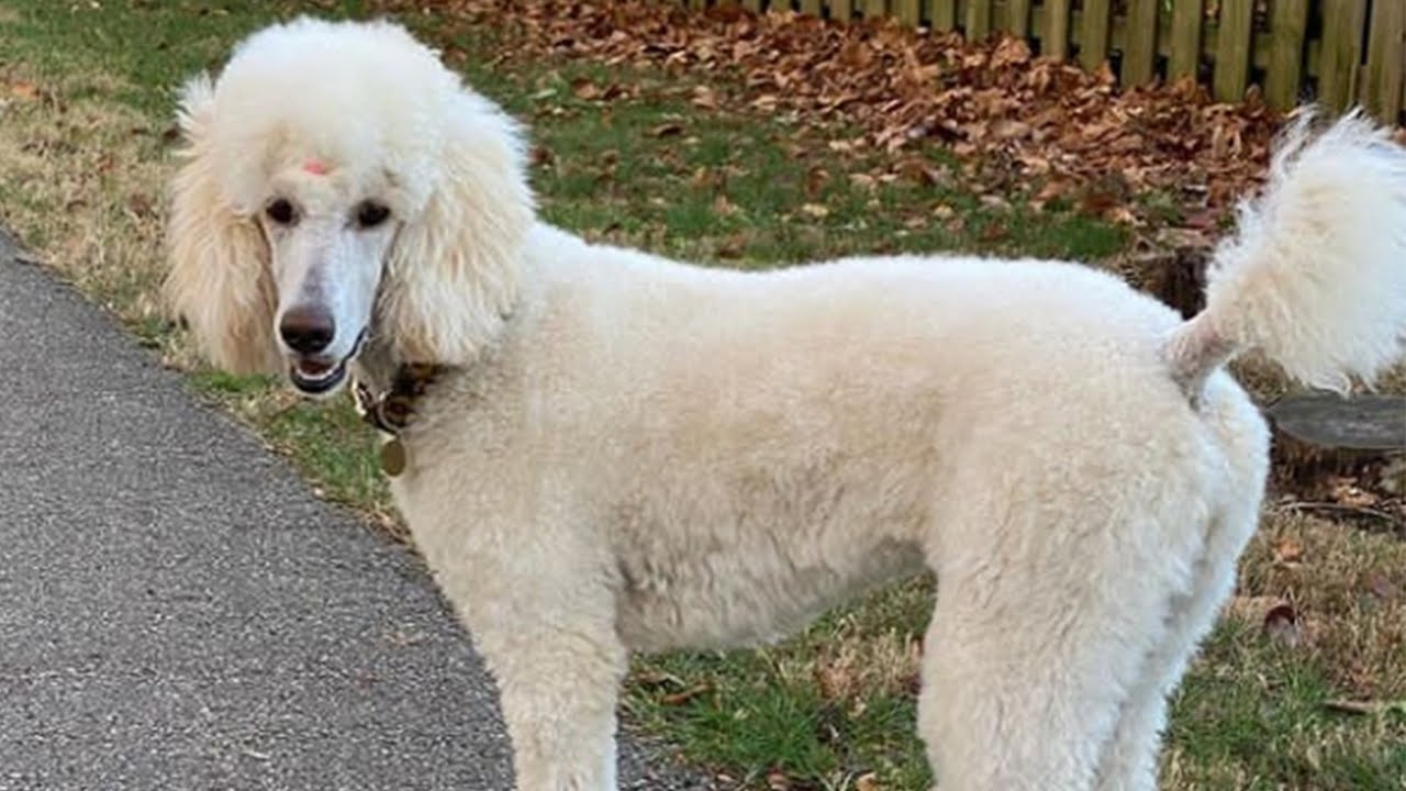 Standard Poodle Puppies | Poodle Dog Running And Playing - YouTube