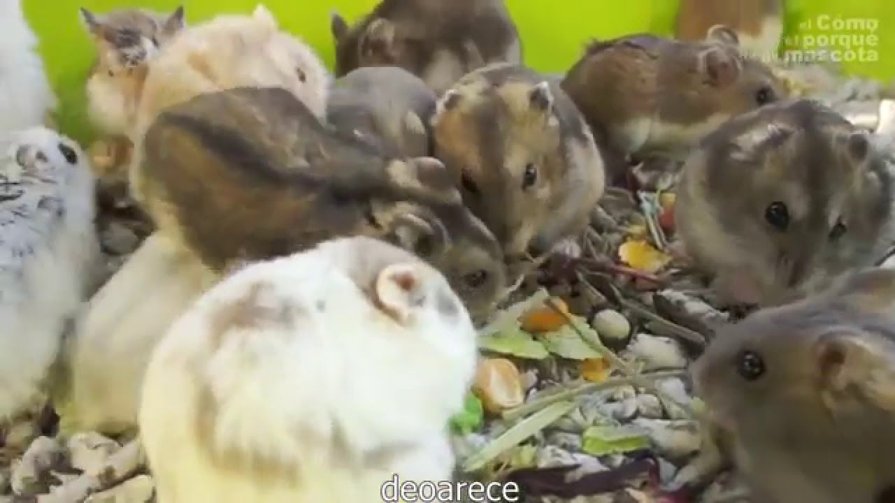 HAMSTERI - Un produs nou - Hrana ideala pentru puii de hamster - YouTube