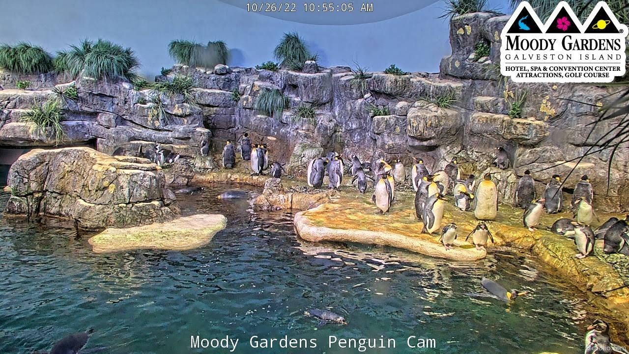 Live From Penguin Exhibit at Moody Gardens in Galveston, Texas - YouTube