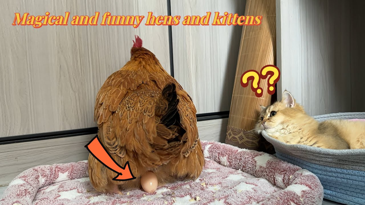 hold back from laughing!The magical hen ran to the kitten's bed to lay ...