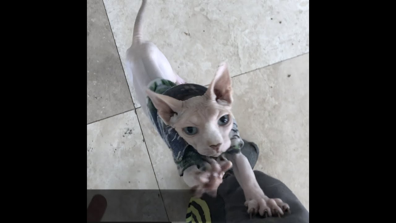 The Sphynx Favorite Things - YouTube