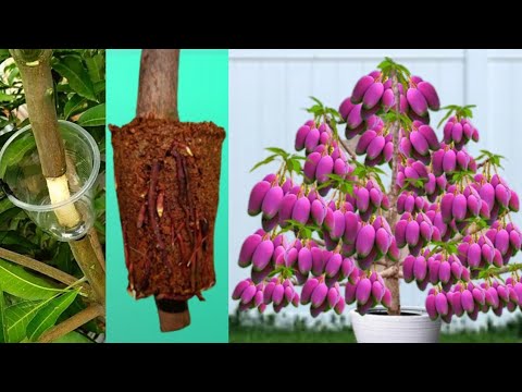 How to Air Layering Mango Tree 🥭 Easy Method to grow Mango Plant ...
