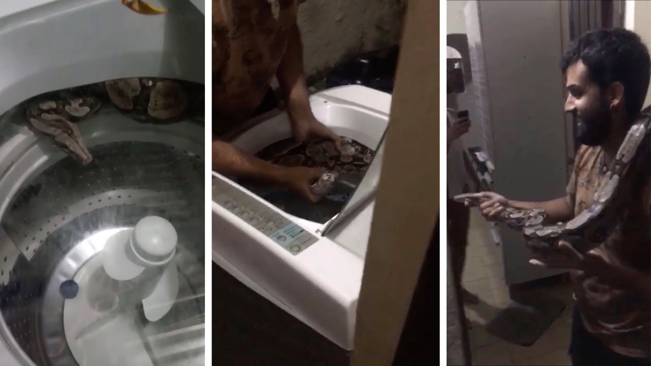 Woman Finds Seven Foot Snake In Washing Machine - YouTube