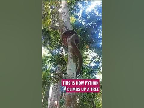 Python climbing on a tree #python #snake #anaconda #cobra #snakevideo # ...
