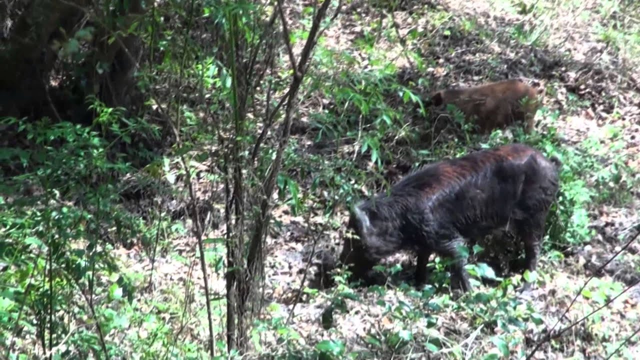 Wild Pigs of Florida - YouTube