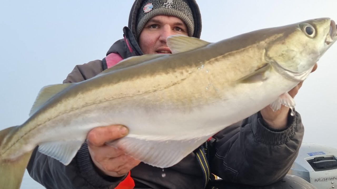 cod fishing in whitby coc cod cod oh and PB pollack - sea fishing uk at ...