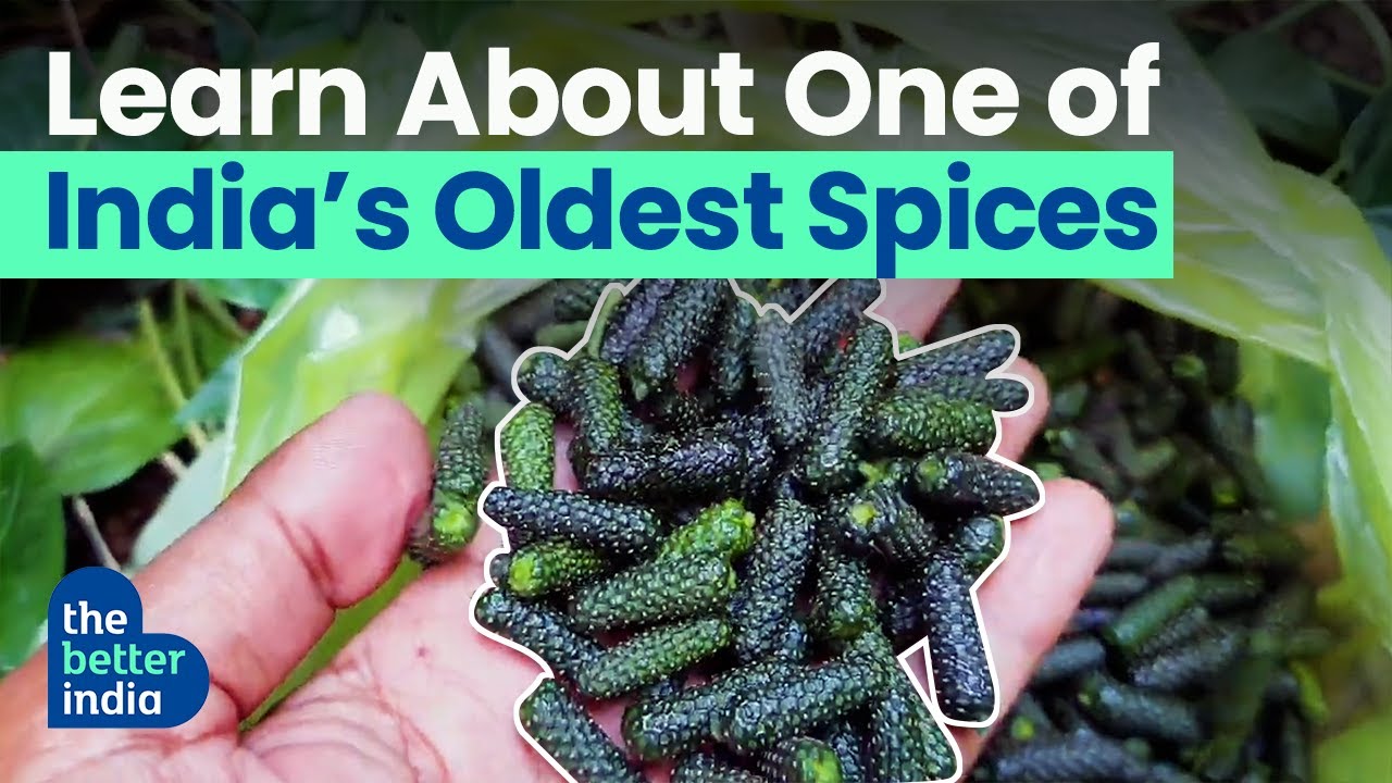 Pippali is a Superfood That Helps with Diabetes, Digestion & More