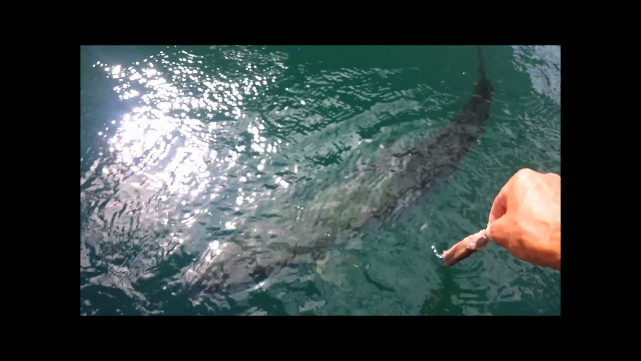 Kingfish at Gulf Harbour - YouTube