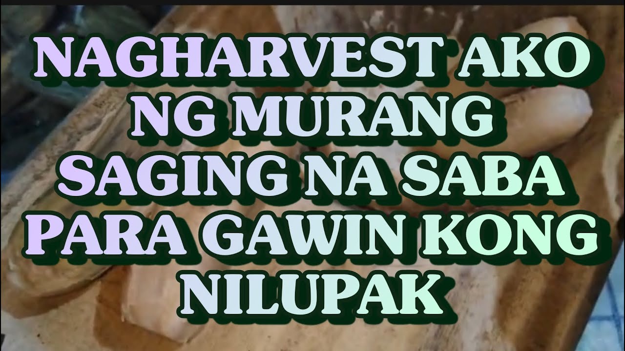 NAGHARVEST AKO NG MURANG SAGING NA SABA PARA GAWIN KONG NILUPAK - YouTube