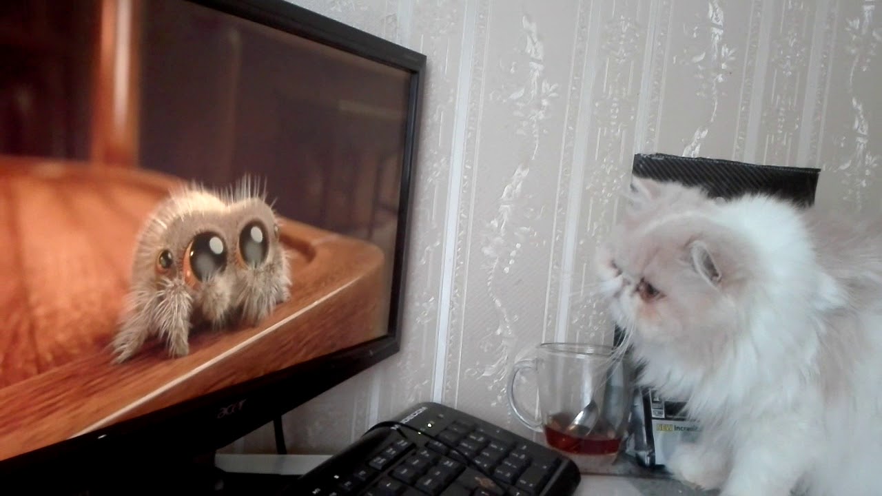 My cat is watching Lucas the Spider movie - YouTube