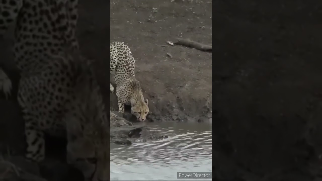 cheetah vs Crocodile best fight scene in water - YouTube