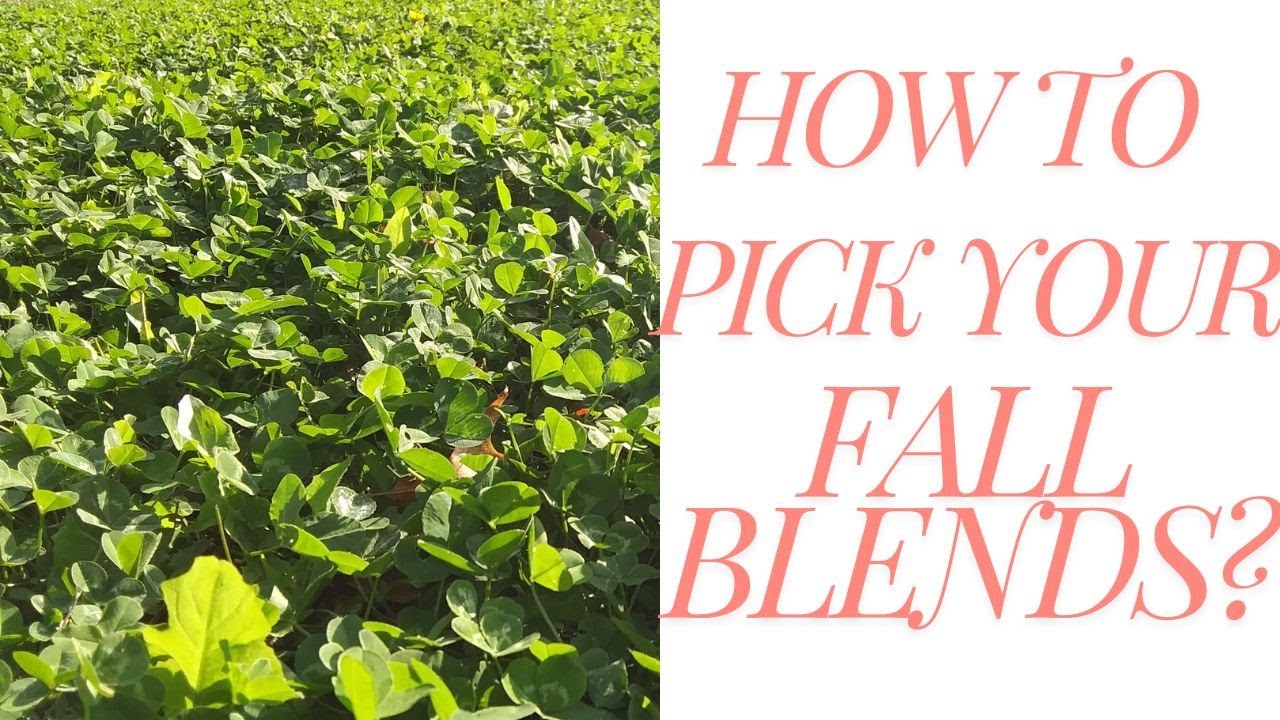 How to pick your next fall blend - YouTube