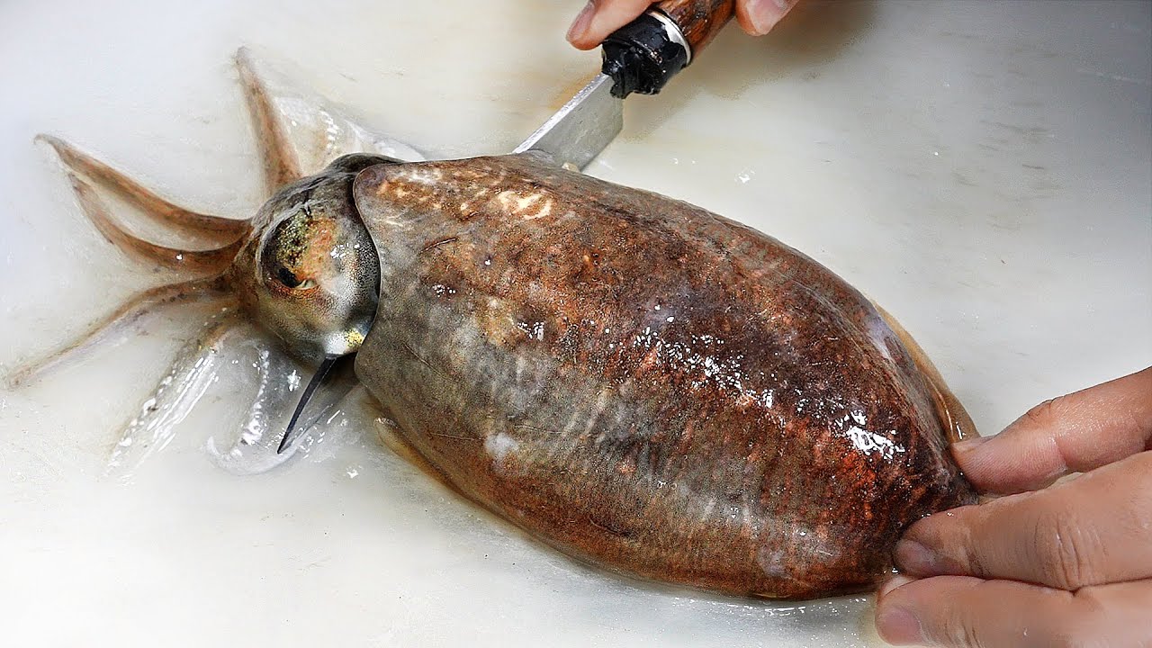 아침마다 부산에서 오는 자연산 갑오징어! 제철 시작된 갑오징어 회뜨기 달인┃Amazing cuttlefish cutting ...