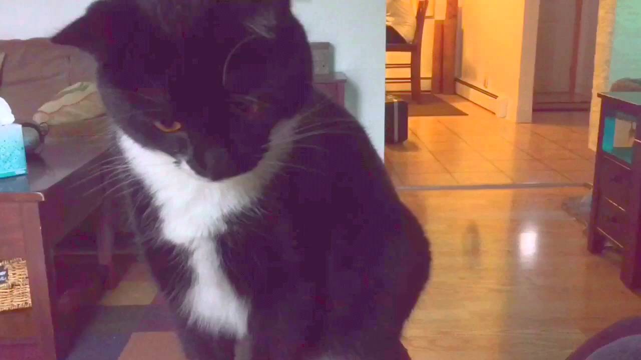 Cat envy - YouTube