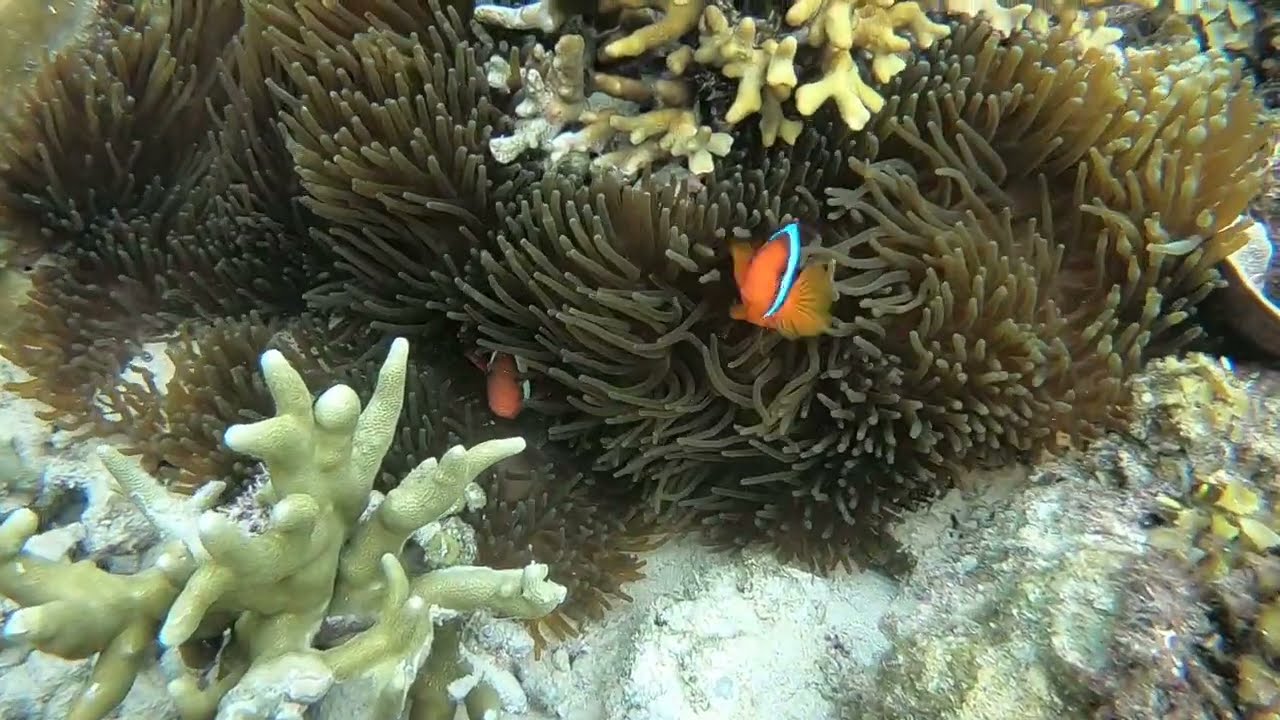 Very Beautiful Scene | Nice Scenario | Under water scene | - YouTube