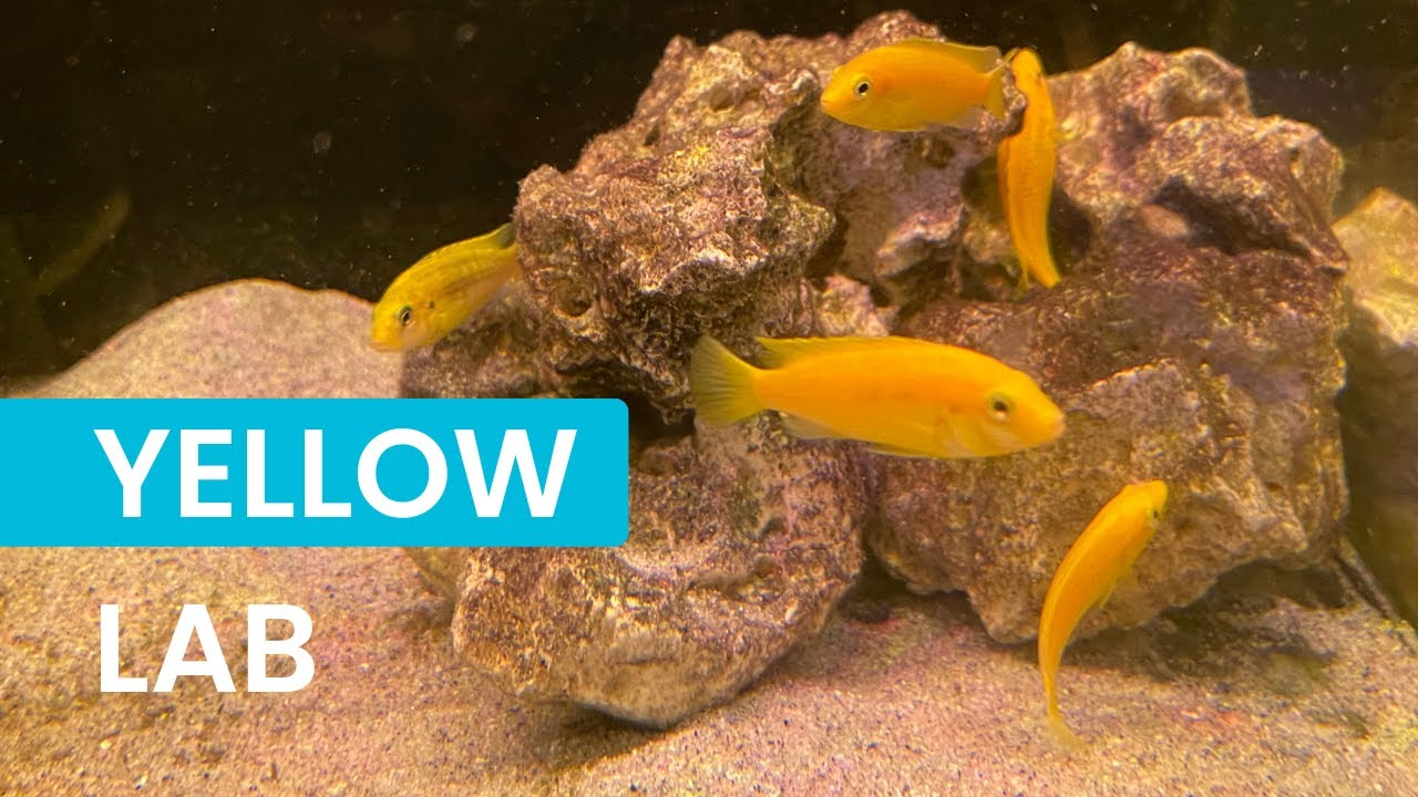 Yellow Lab Cichlids: Complete Care Guide for Stunning Lake Malawi ...