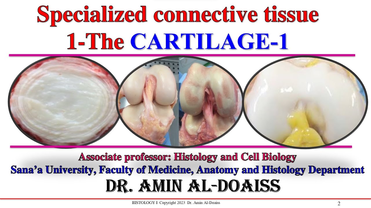 Histology : Lecture-16: Specialized (skeletal-Supporting) Connective ...