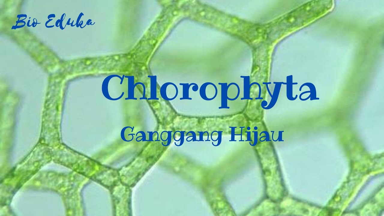 Chlorophyta | Ganggang Hijau | Alga Hijau | Protista Mirip Tumbuhan ...