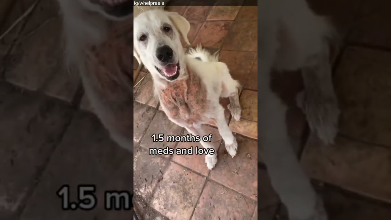 Funniest And Cutest Dogs, Dogs Reels Compilation That Will Make You ...