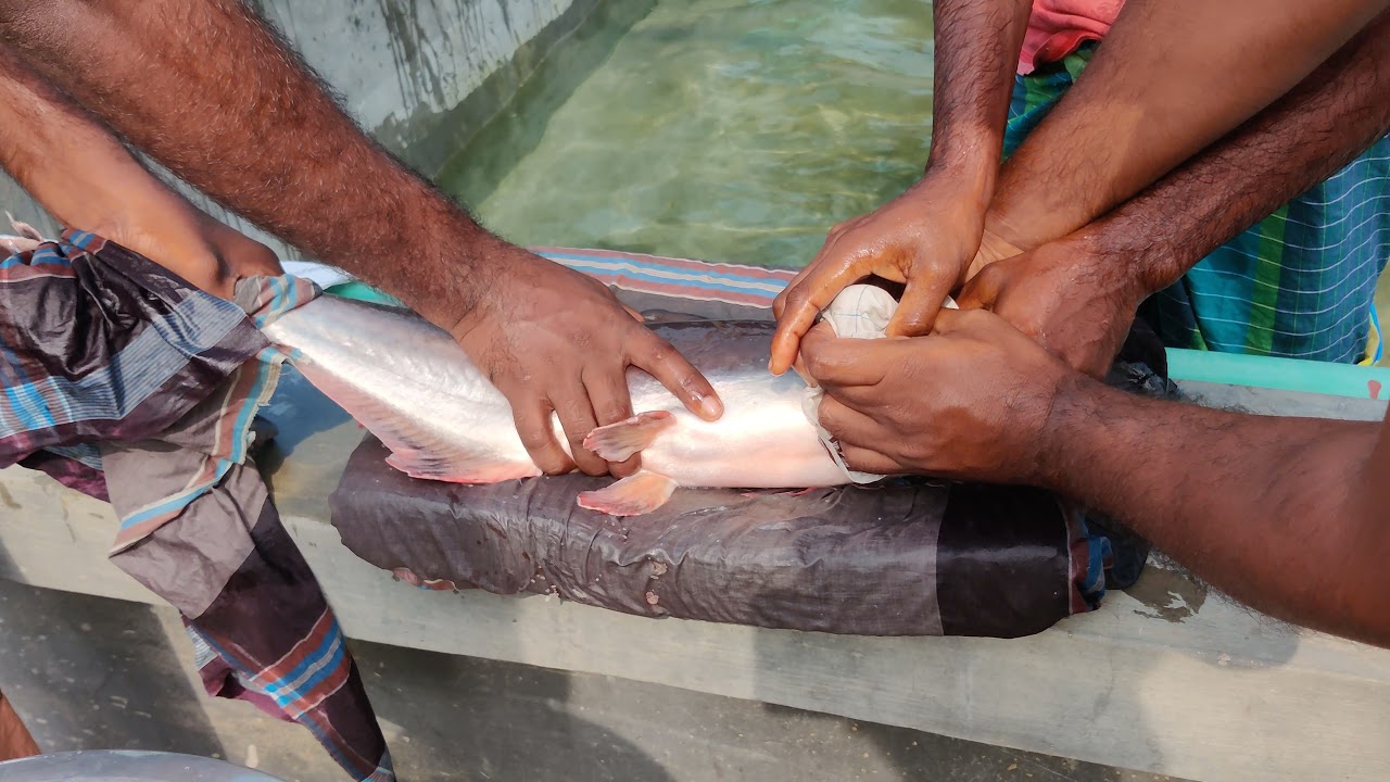 Fish Hatchery | breeding fish -Pangasius breeding | Fish breeding ...