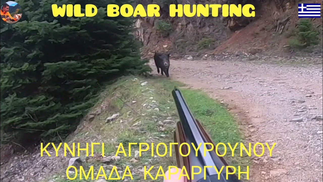 Κυνήγι Αγριογούρουνου 2022-2023/Wildboar Hunting 2022-2023/Caccia al ...
