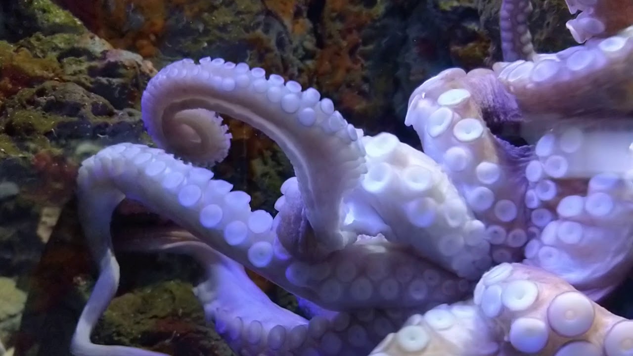 Dancing Octopus - YouTube