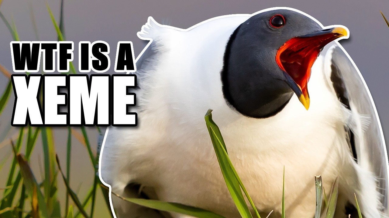 Xeme Facts: Sabine's Gull (Xema) 𓅰 Animal Fact Files - YouTube