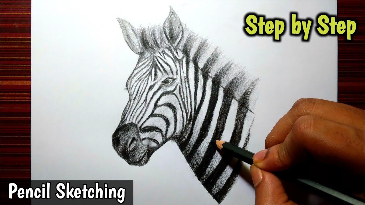 Realistic art | How to sketch zebra step by step | Pencil art | Pencil ...