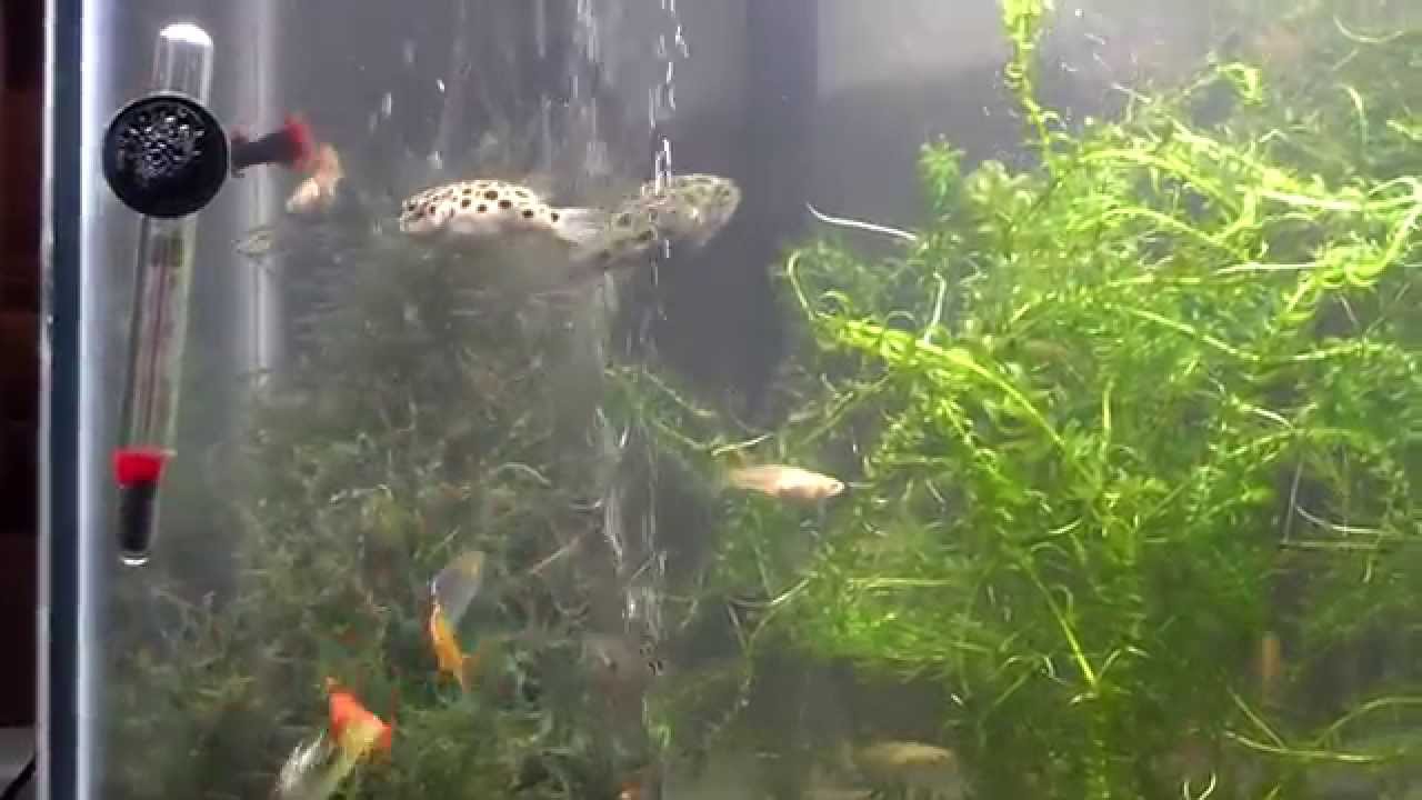 4 Green Spotted Puffers in 55g Freshwater Community Tank - YouTube