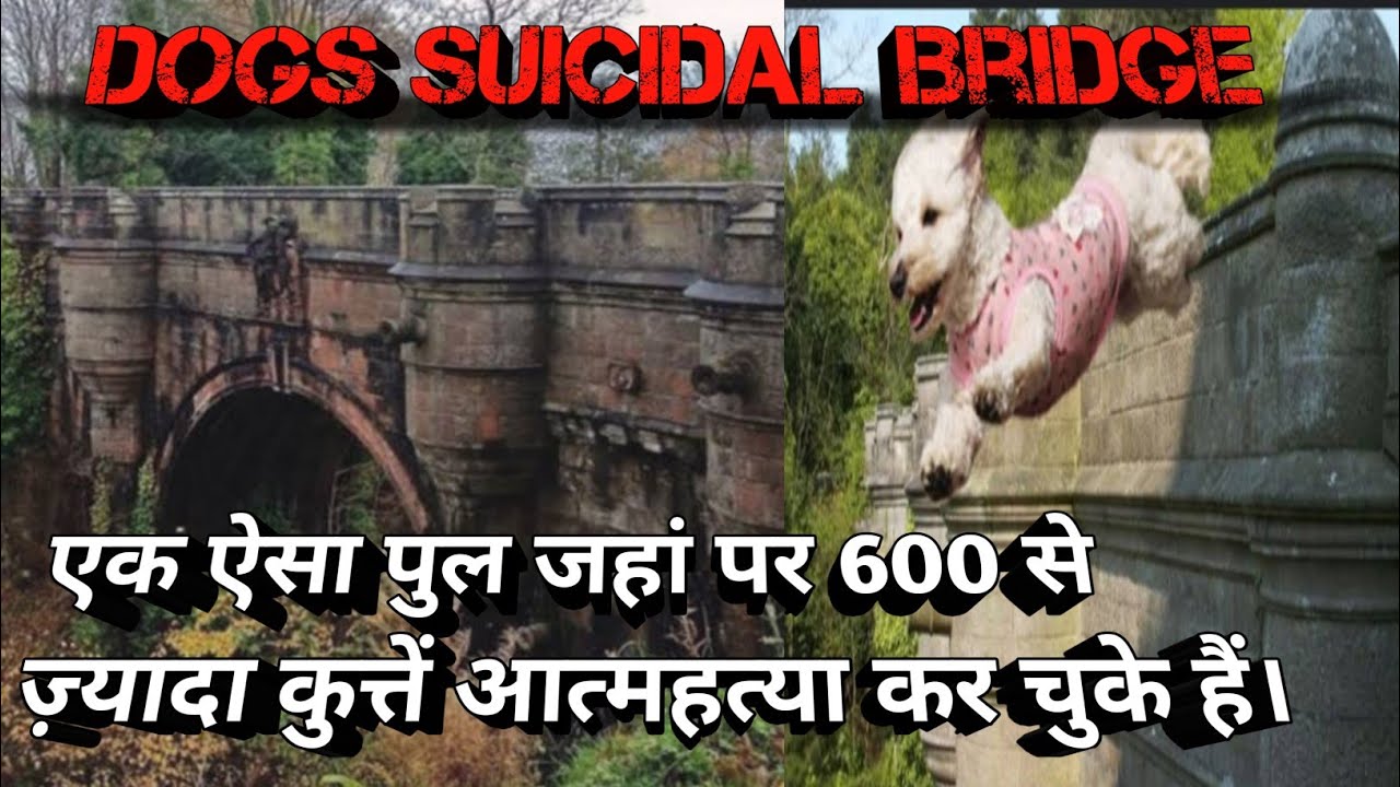 इस ब्रिज पर कुत्ते आते ही आत्महत्या कर लेते है। (Dogs Suicidal Bridge ...