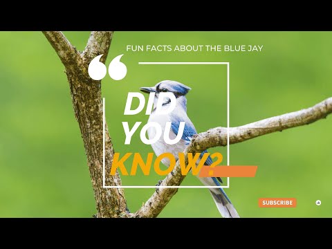 Blue Jays Are Crows