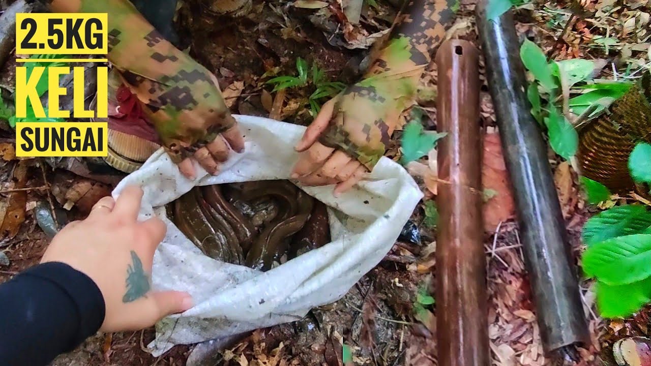 2.5 kilo Keli Sungai | Ikan keli kuning panjang | ikan haruan ...