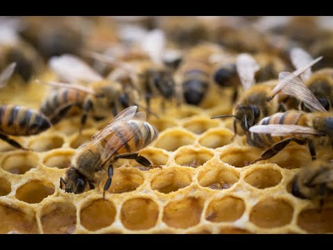 What Do You Call Insects That Live In Colonies