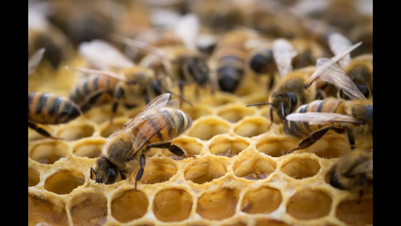 Which Insects Live in Colonies? - YouTube