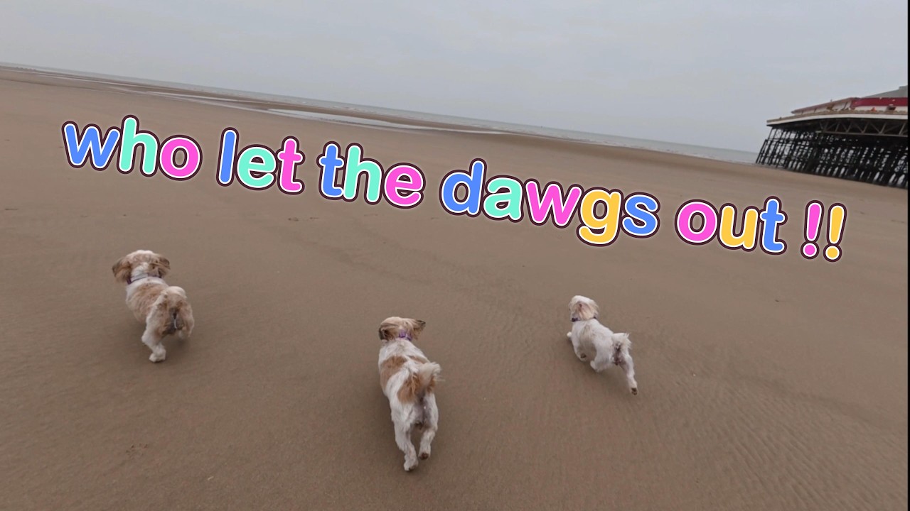 who let the dawgs out ! - YouTube