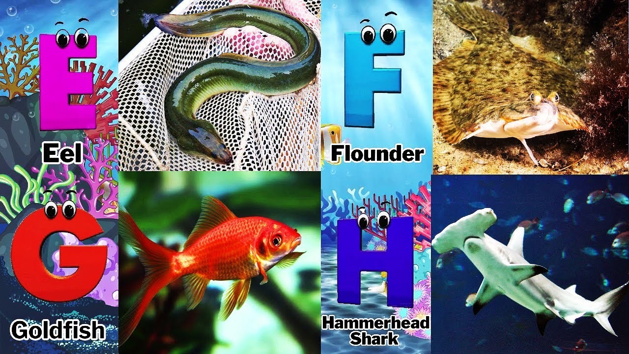 ABC Sea Animals song | Alphabets Kids song | Learn Alphabets, English ...