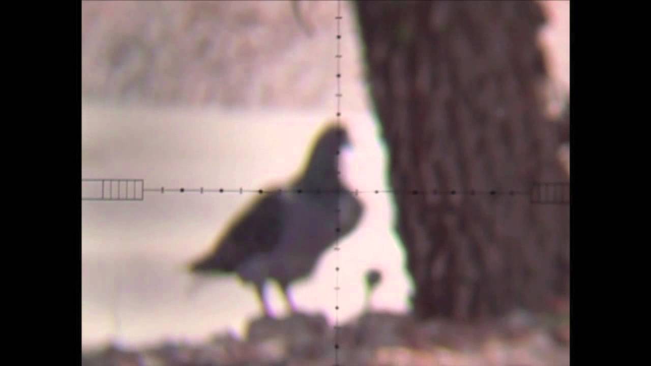 Tough Pigeon - YouTube