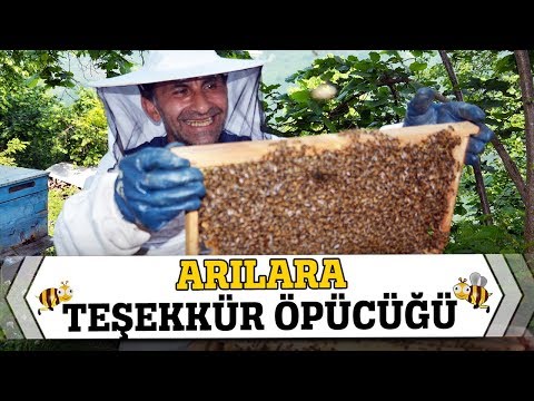 Ordulu Arıcıdan Arılarına Teşekkür Öpücüğü
