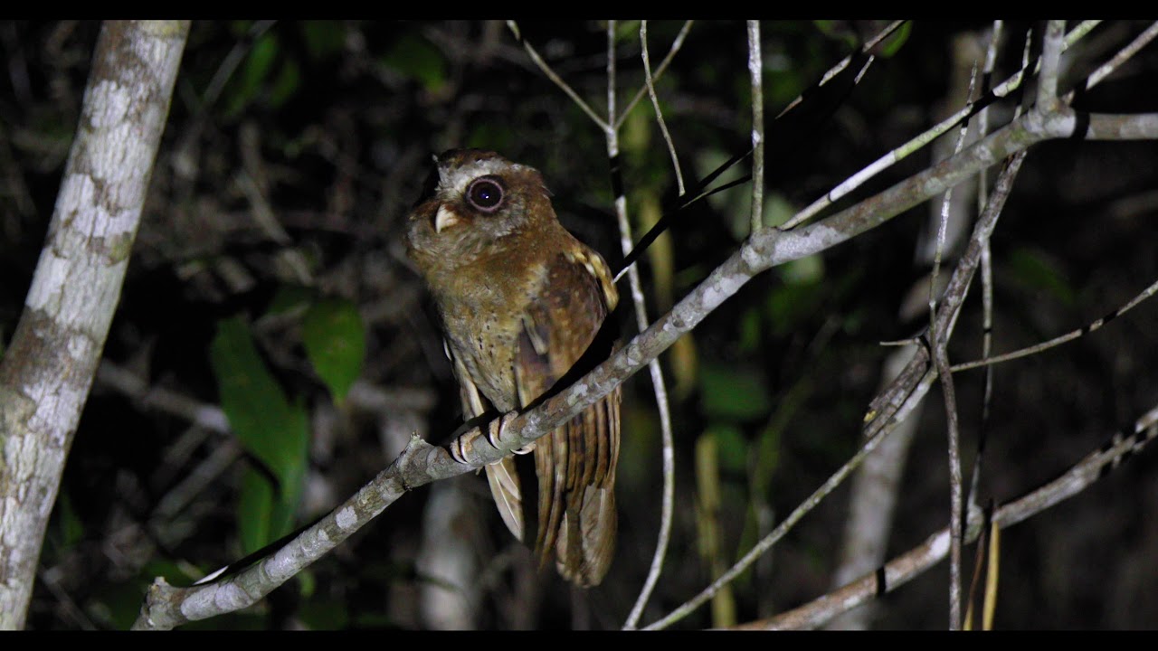 White-fronted Scops-Owl , 白額角鴞 | liewwk Nature - YouTube