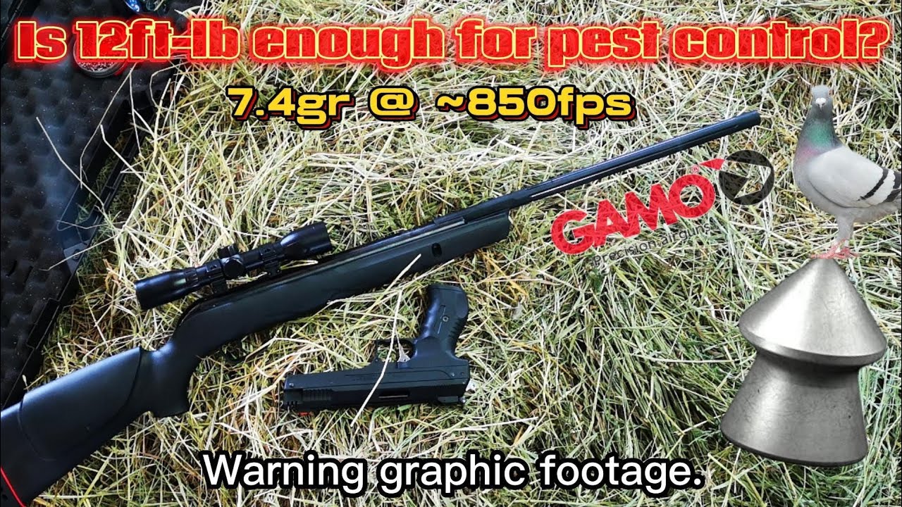 12ft-lb Gamo Varmint (Break barrel) - Pigeon pest control [*WARNING ...