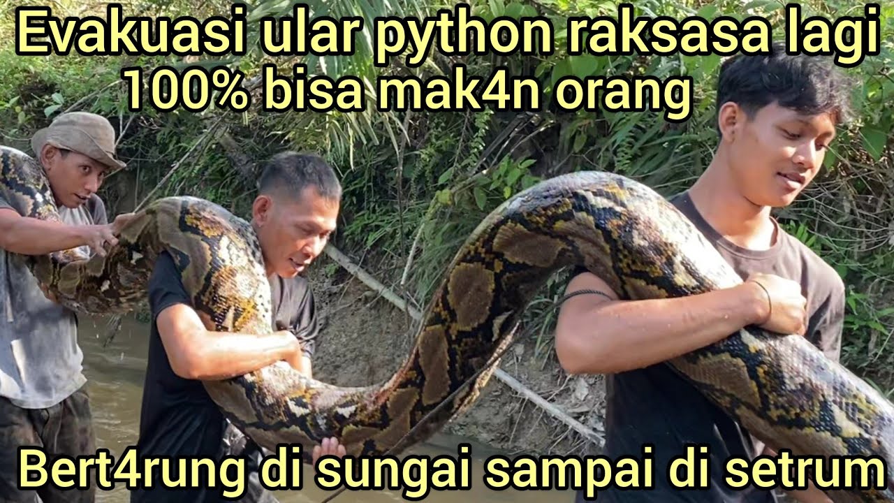 EVAKUASI ULAR PYTHON LIAR SUPER RAKSASA LAGI DI SUNGAI SAWIT DI RIAU ...