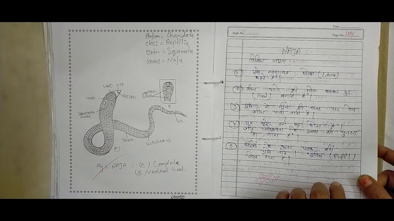 ZOOLOGY PRACTICAL FILE - YouTube