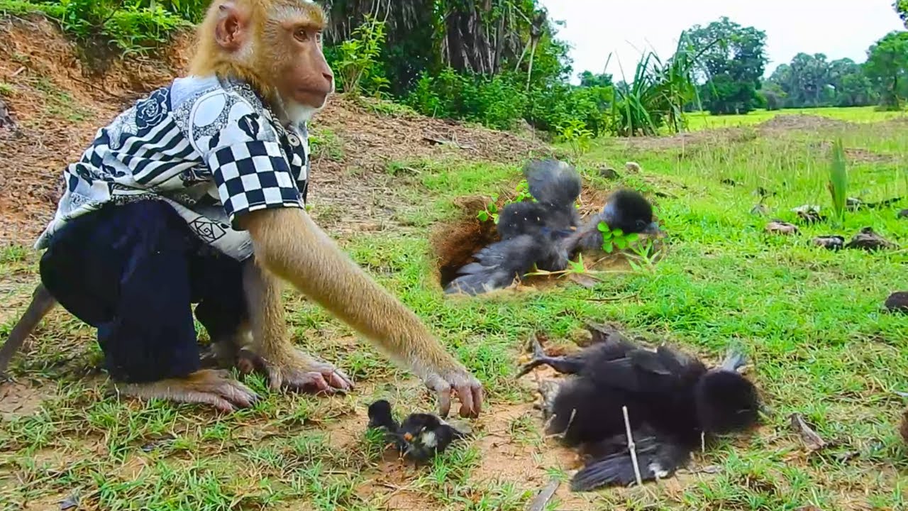 Are You OK ! SokYaa Found Chicken Very Exhausted & Help - YouTube